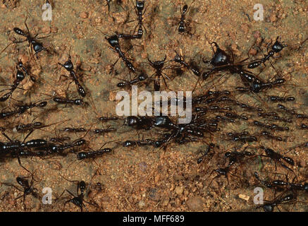 Driver or African army ants Dorylus sp soldiers guarding a column of ...