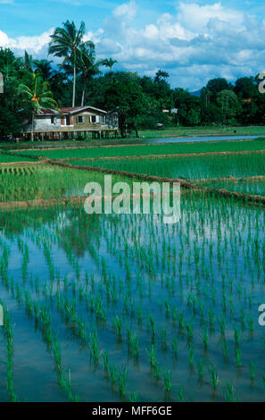 PADDY FIELDS growing rice Sabah Province, Malaysia, Borneo Stock Photo ...