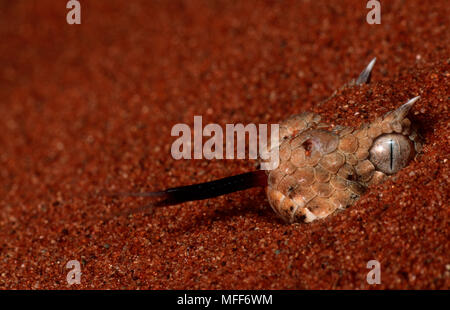 Horned Adder (Bitis caudalis) hiding in sand with just the head visible ...