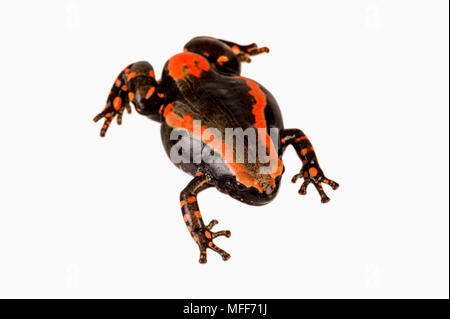 BANDED RUBBER FROG Phrynomerus bifasciatus Bright colors warn of toxic ...