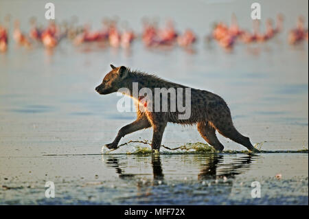 Hyena is hunting for flamingos. Nakuru lake, Kenya Stock Photo - Alamy