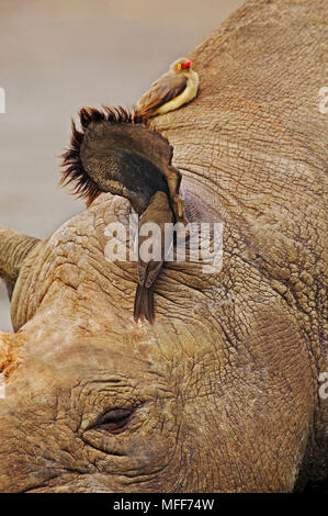 East African black rhinoceros looking straight to camera. Photographed ...