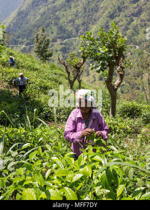 Women picking tea leaves in tea plantation, Ella, Badulla District, Uva ...
