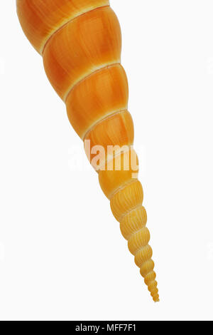 Shin Bone Tibia Shell (Tibia fusus), Meeresmuseum Ozeania, Riedenburg ...