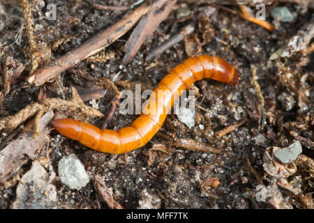 Wireworm, the larva of the click beetle, and a garden pest particularly ...