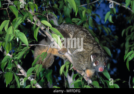 Green Ringtail Possum (Pseudocheirus archeri), Mt Hypipamee National ...