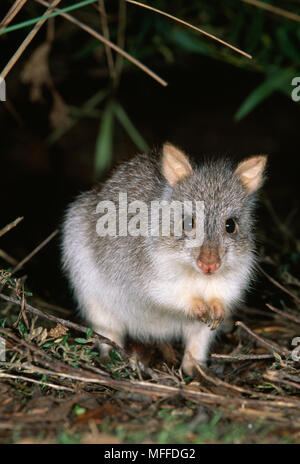 Rufous Bettong Aepyprymnus rufescens Stock Photo - Alamy
