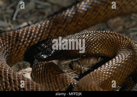 Inland Taipan (Oxyuranus microlepidotus) world's most venomous land ...