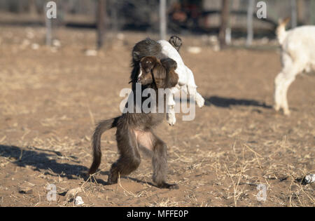 BABOON CARRYING GOAT Orphaned baboons are sometimes used to protect ...