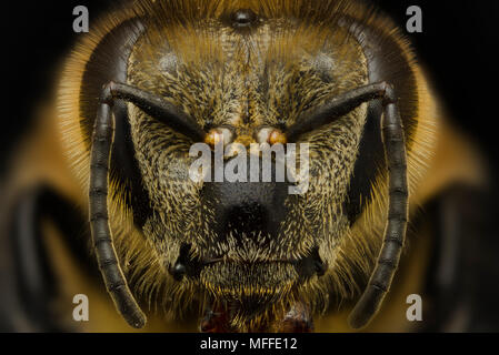 Honey bee head Stock Photo - Alamy