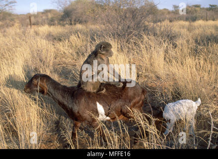 BABOON CHECKING FOR PREDATORS Orphaned baboons are sometimes used to ...