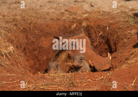 WARTHOG at entrance to burrow Phacochoerus aethiopicus Stock Photo - Alamy