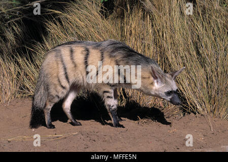 Aardwolf Proteles cristatus Nocturnal predator of termites South East ...
