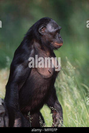 Bonobo chimpanzee Pan paniscus Bonobos often walk bipedally Stock Photo ...