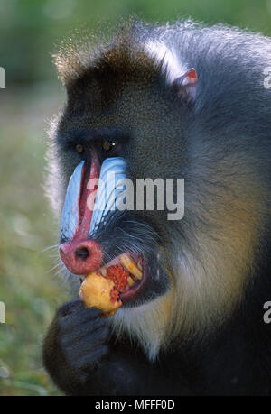 MANDRILL male eating fruit Mandrillus sphinx Rainforest species Stock ...