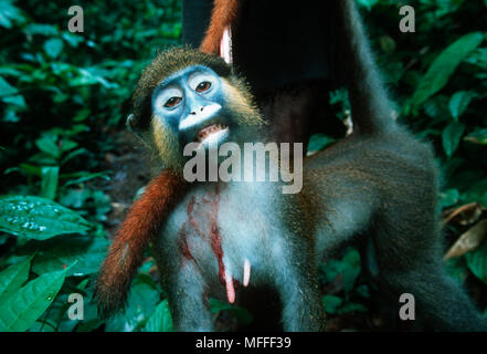BUSHMEAT monkeys killed by subsistance hunters displayed by the road ...