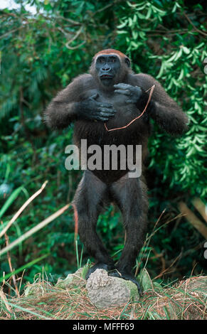 Western lowland gorilla beating his chest with food in his mouth at Zoo Atlanta in Atlanta ...
