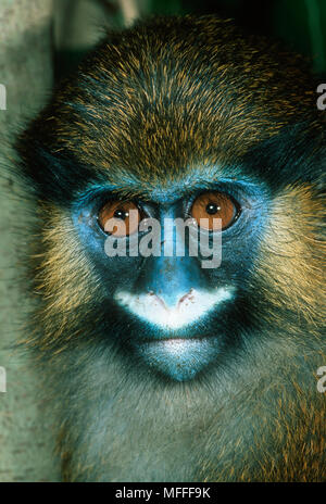Mustached Guenon (Cercopithecus cephus Stock Photo - Alamy