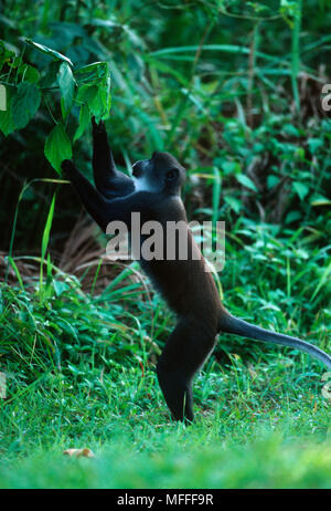 SUN-TAILED MONKEY Cercopithecus solatus Endemic to Gabon Recently ...