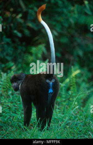 SUN-TAILED MONKEY Cercopithecus solatus Endemic to Gabon Recently ...