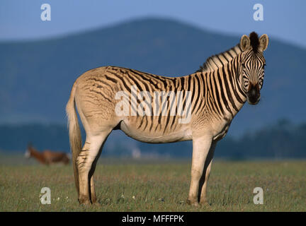 QUAGGA PROJECT - Plains Zebra with faint striping on hind legs used in ...