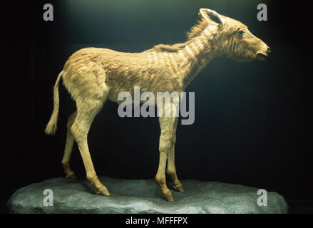 Quagga (Equus quagga): Extinct South African mammal of the horse family ...