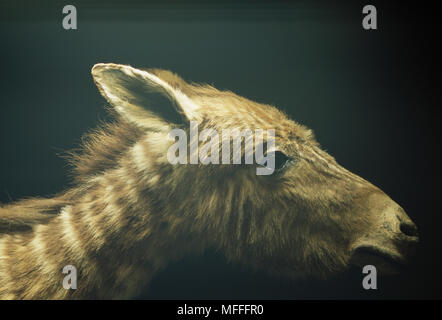 QUAGGA foal - museum specimen Equus quagga quagga Hunted to extinction ...