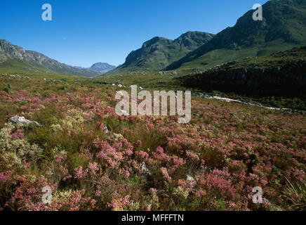 FYNBOS FLOWERS Known for its high diversity of endemic plants Cape ...