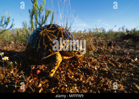 GEOMETRIC TORTOISE Psammobates geometricus Cape, South Africa Endemic ...