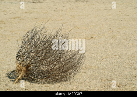 Close-up of a bush of dry yellow grass on a snowy field in a winter day ...