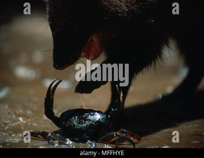 WATER MONGOOSE eating crab Atilax paludinosus Zimbabwe, Africa Stock ...