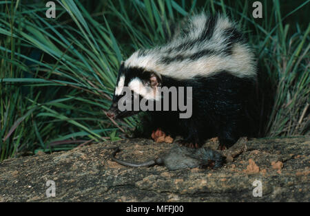 STRIPED POLECAT or ZORILLA Ictonyx striatus Zimbabwe Stock Photo - Alamy