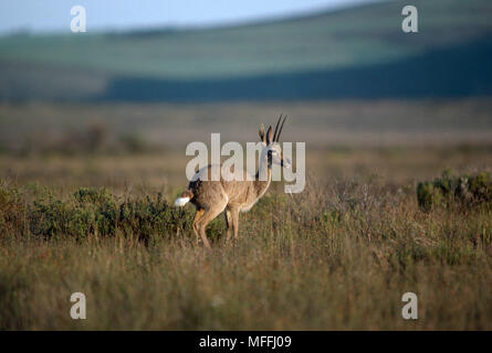Vaal rhebok, grey rhebok (Pelea capreolus), male, South Africa, De Hoop ...