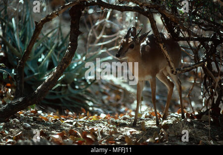 SUNI male in cover Neotragus moschatus Kruger National Park, South ...