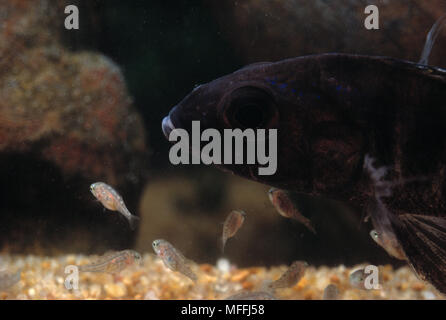 MOUTHBROODER CICHLID & young Labeotropheus trewassi Lake Malawi, Malawi ...