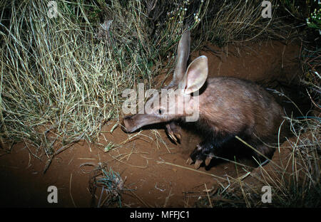 Aardvark (Orycteropus afer), emerging from burrow at dusk, Tuissen de ...