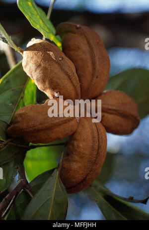 Kola nuts ( Cola nitida Stock Photo - Alamy