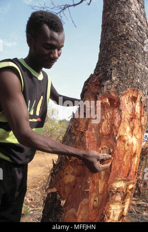 African locust bean (Parkia biglobosa Stock Photo - Alamy