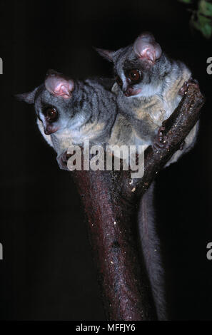 South African galago / Lesser bushbaby (Galago moholi) at night, with ...
