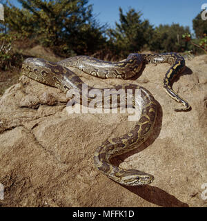 SOUTH AFRICAN PYTHON Python sebae natalensis "claw" (vestigial leg ...
