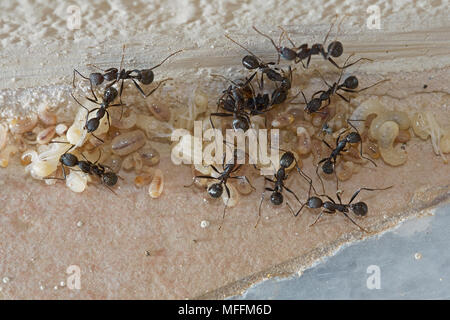 Ants moving larvae and pupae into the warmth of the sun Corfu Stock ...