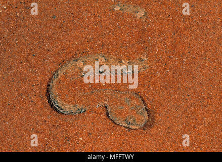 Namaqua Dwarf Adder (Bitis schneideri) moving on sand, tongue extended ...