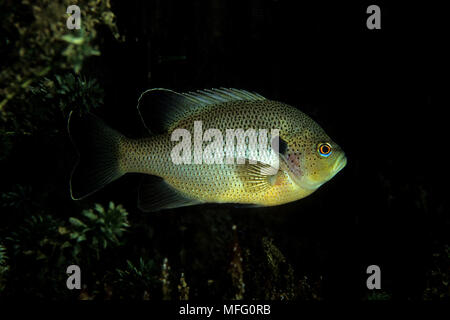 Redear Sunfish, Lepomis microlophus, Ginnie Springs, Florida, USA Stock ...