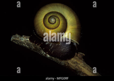 Apple Snail, Pomacea sp., Ginnie Springs, Florida, USA Stock Photo - Alamy