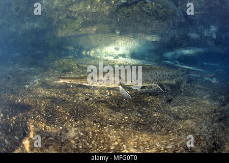 Florida Gar fish (Lepisosteus platyrhincus) swimming wild in Everglades ...