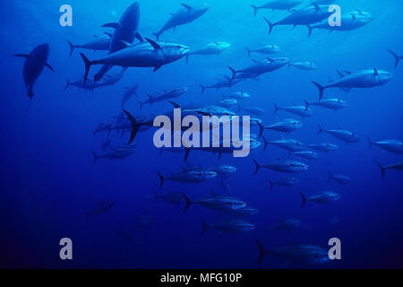 Northern Bluefin tuna pens, Thunnus thynnus, Baja California, Mexico ...