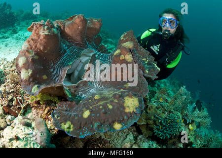 Scuba Diver and Giant Clam, Tridacna gigas, Raja Ampat, West Papua ...