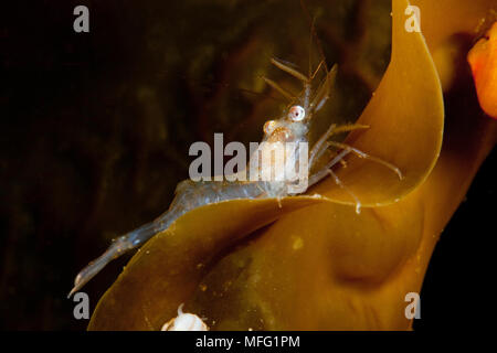 Shrimp Eualus, Eualus gaimardii, Arctic circle Dive Center, White Sea ...