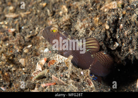 Barred shrimpgoby, Cryptocentrus fasciatus, Lembeh Strait, North ...