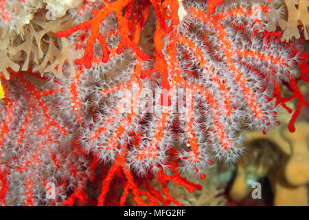 Red coral, Corallium rubrum, Vulnerable (IUCN), Santa Teresa, Sardinia ...